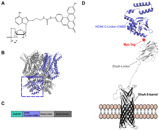 A Novel Flow Cytometry-Based Assay for the Identification of HCN4 CNBD ...