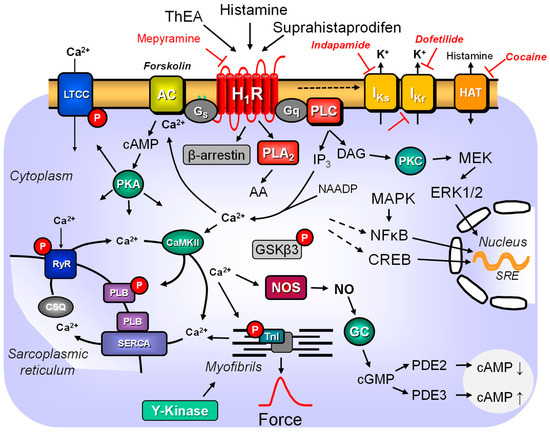 Function and Role of Histamine H1 Receptor in the Mammalian Heart