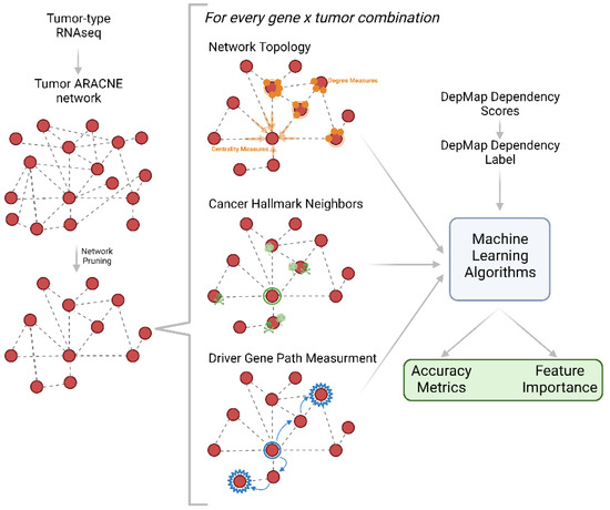 Network Biology-Inspired Machine Learning Features Predict Cancer Gene ...