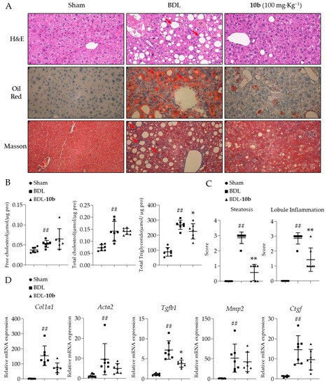 Structure Optimization of 12β-O-γ-Glutamyl Oleanolic Acid Derivatives ...