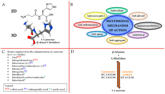 The Therapeutic Potential of Novel Carnosine Formulations: Perspectives ...