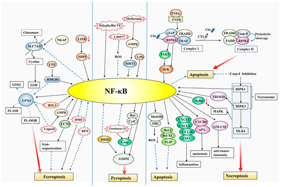NF-κB in Cell Deaths, Therapeutic Resistance and Nanotherapy of Tumors: Recent Advances