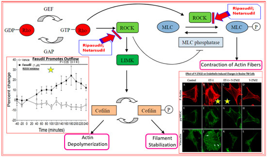 Recently Approved Drugs for Lowering and Controlling Intraocular ...
