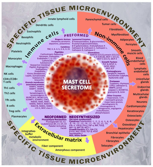 Mast Cells as a Potential Target of Molecular Hydrogen in Regulating ...