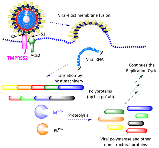 A Tale of Two Proteases: MPro and TMPRSS2 as Targets for COVID-19 Therapies