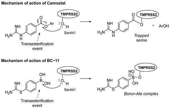 A Tale of Two Proteases: MPro and TMPRSS2 as Targets for COVID-19 Therapies