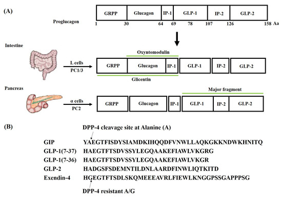 Multifaceted Roles of GLP-1 and Its Analogs: A Review on Molecular Mechanisms with a ...