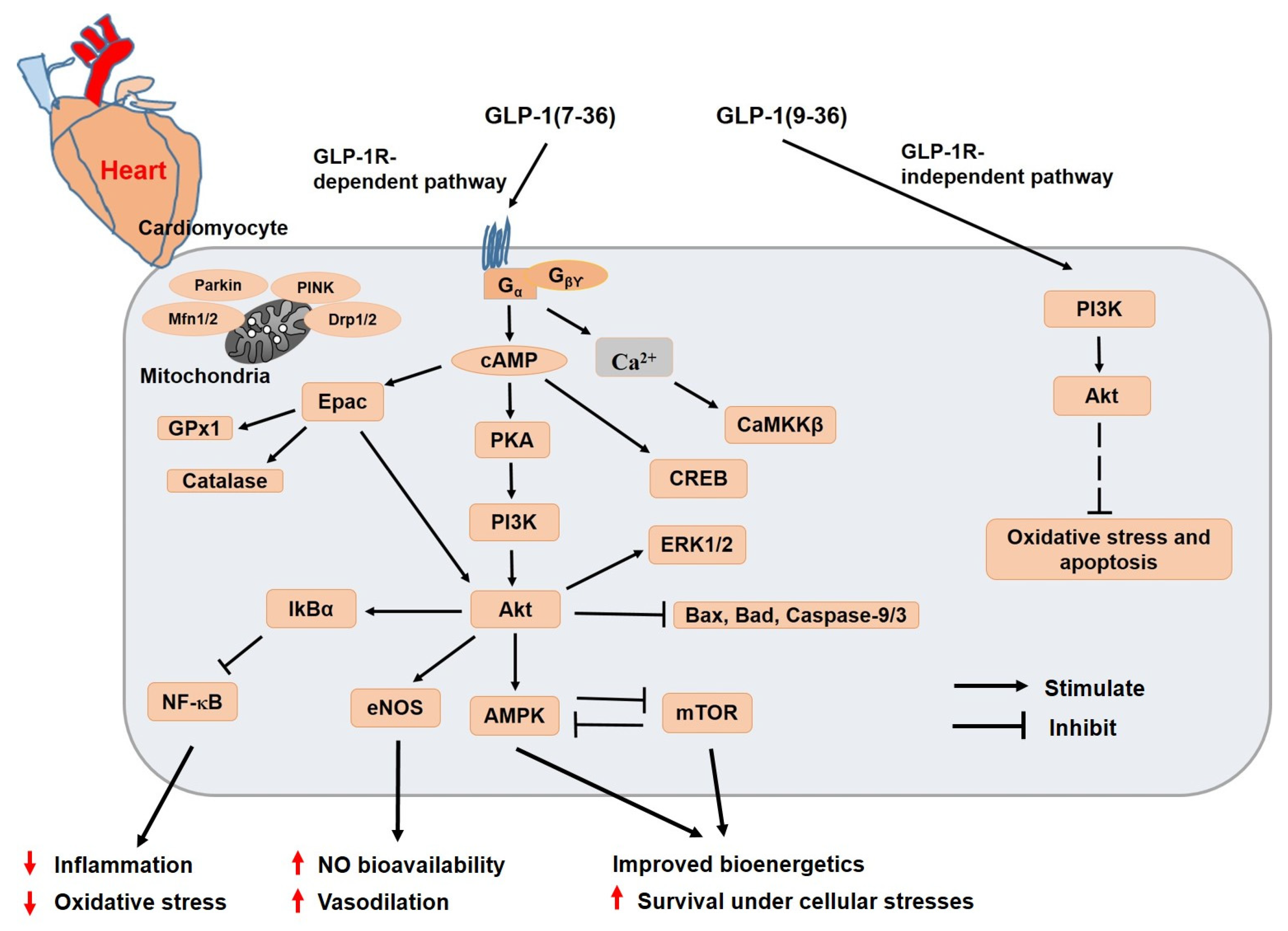 Multifaceted Roles Of Glp 1 And Its Analogs A Review On Molecular