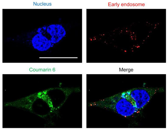 Intracellular Drug Delivery Process of Am80-Encapsulated Lipid ...