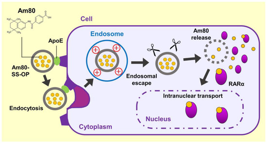Intracellular Drug Delivery Process of Am80-Encapsulated Lipid ...