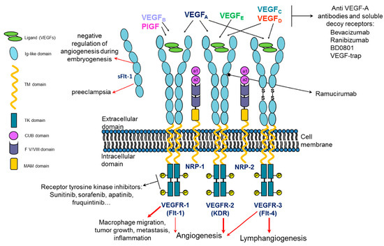 Structure-Based Design of Peptides Targeting VEGF/VEGFRs