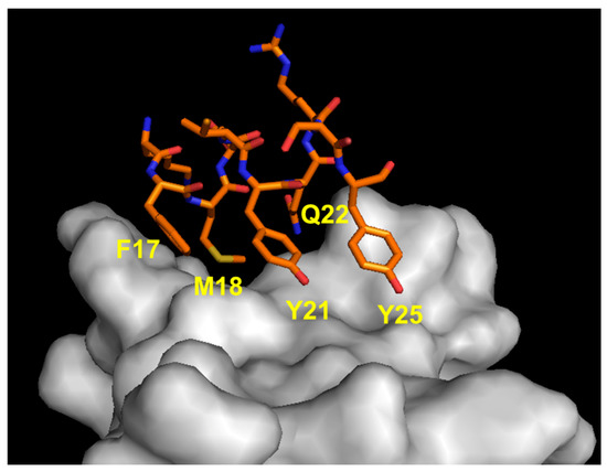Structure-Based Design of Peptides Targeting VEGF/VEGFRs