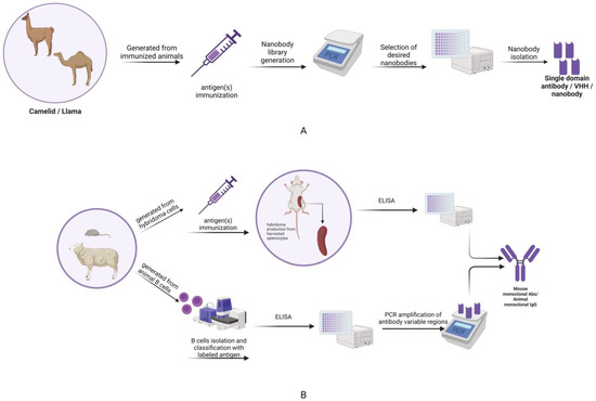 Nanobodies as Diagnostic and Therapeutic Tools for Cardiovascular Diseases (CVDs)