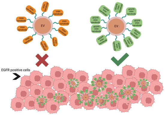 Nanobodies as Diagnostic and Therapeutic Tools for Cardiovascular Diseases (CVDs)