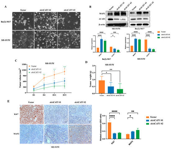 Chlorogenic Acid Induced Neuroblastoma Cells Differentiation via the ...