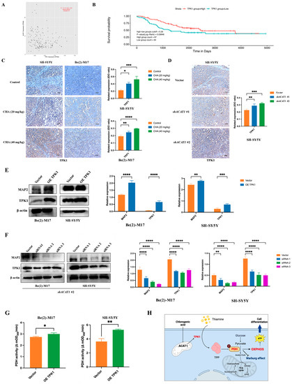 Chlorogenic Acid Induced Neuroblastoma Cells Differentiation via the ...