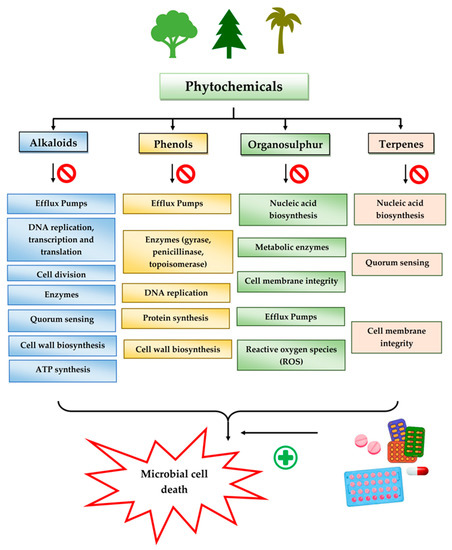 Phytochemicals as Antimicrobials: Prospecting Himalayan Medicinal ...