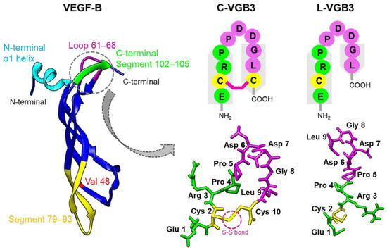 A VEGFB-Based Peptidomimetic Inhibits VEGFR2-Mediated PI3K/Akt/mTOR and ...