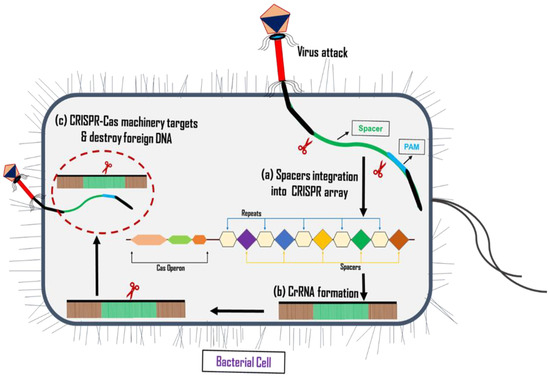 CRISPR-Based Gene Editing in Acinetobacter baumannii to Combat ...