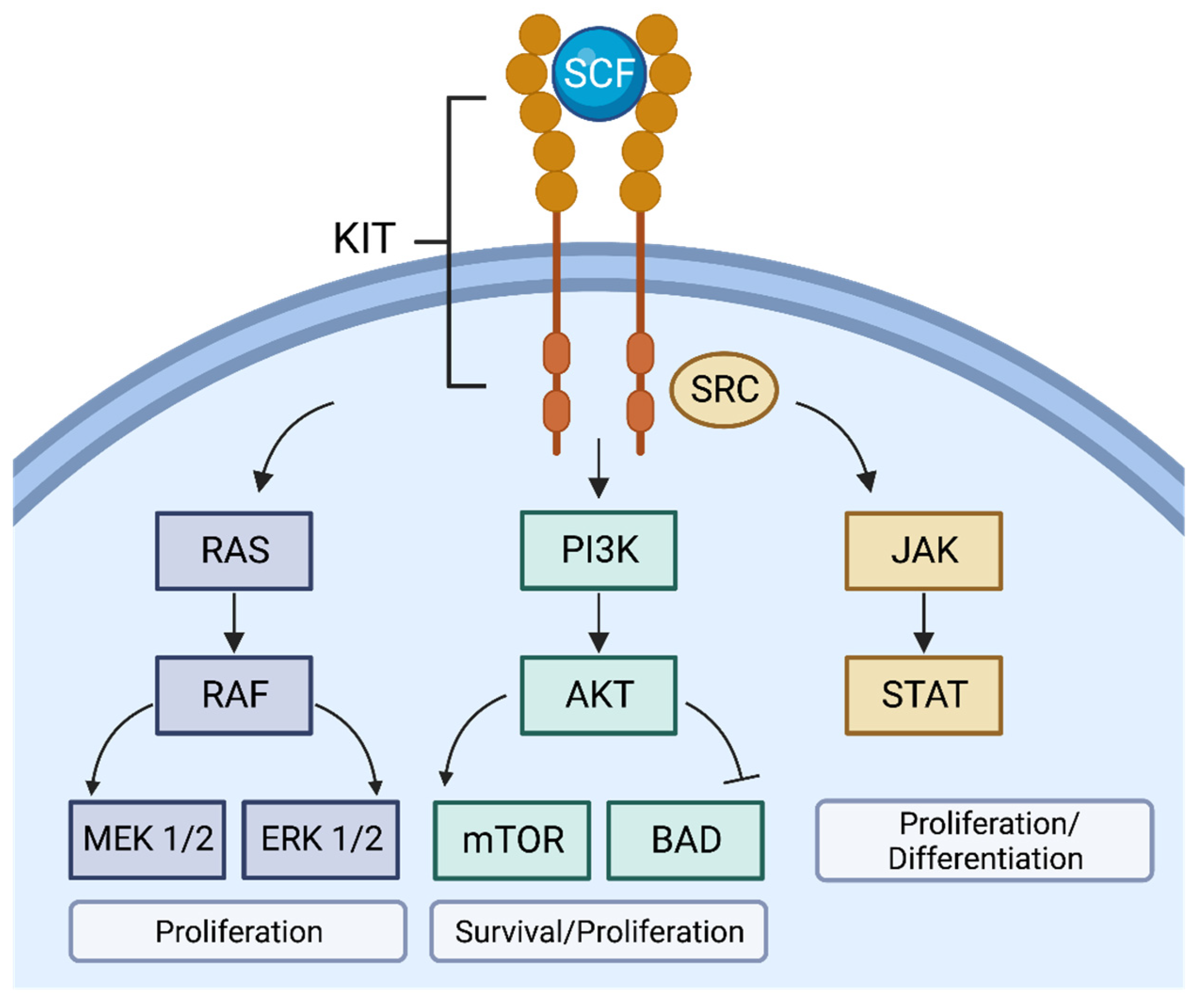 Pharmaceuticals | Free Full-Text | A Peptide Vaccine Design Targeting ...