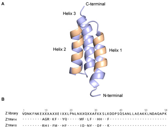 Affibody Molecules Intended for Receptor-Mediated Transcytosis via the ...