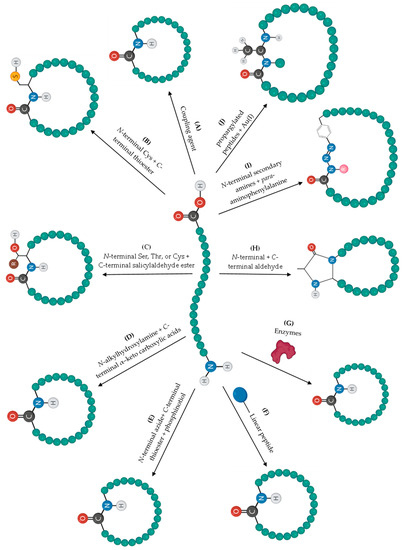 Cyclic Peptides in Pipeline: What Future for These Great Molecules?