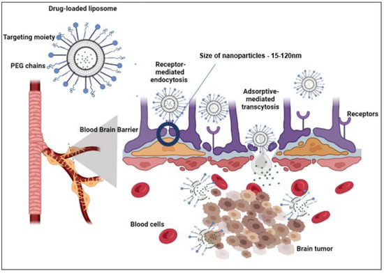 Liposomes for the Treatment of Brain Cancer—A Review