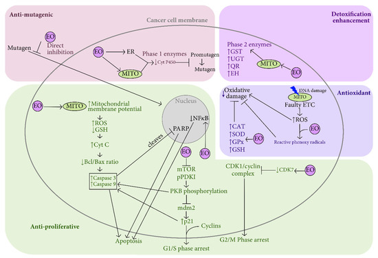 Exploring the Potent Anticancer Activity of Essential Oils and Their ...