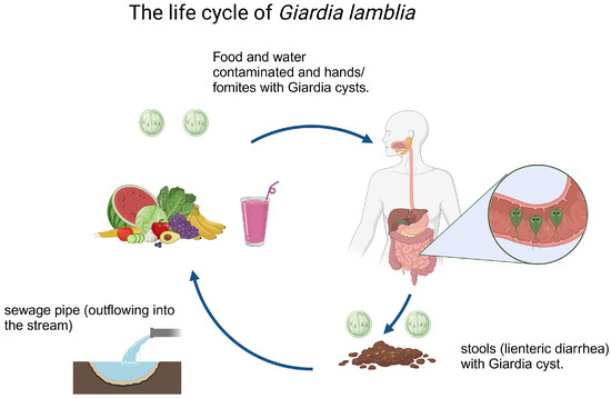 Analysis of Giardia lamblia Nucleolus as Drug Target: A Review