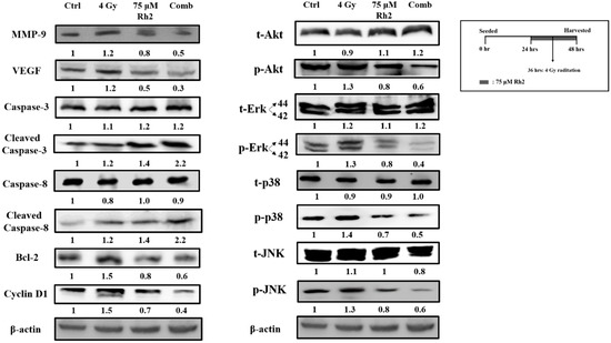 Pharmaceuticals | Free Full-Text | Synergistic Effect of Ginsenoside Rh2 Combines with Ionizing ...