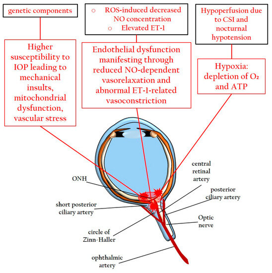 Immunomodulatory and Antioxidant Drugs in Glaucoma Treatment