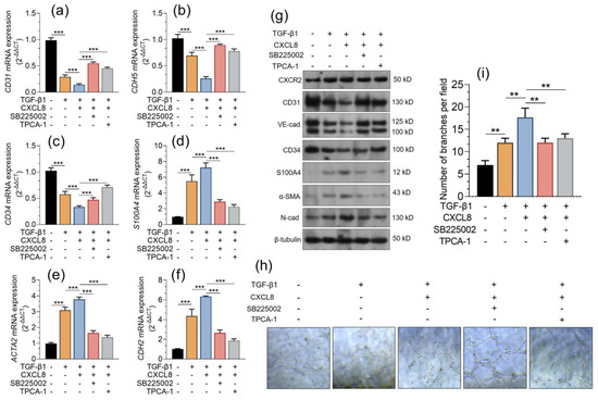 CXCL8 Promotes Endothelial-to-Mesenchymal Transition of Endothelial ...
