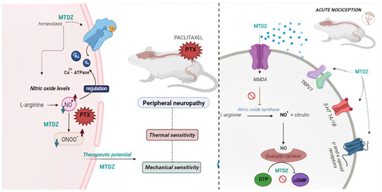 Pharmaceuticals | Free Full-Text | The Antinociceptive Responses of MTDZ to Paclitaxel−Induced ...