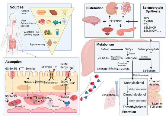 Selenium in Prostate Cancer: Prevention, Progression, and Treatment