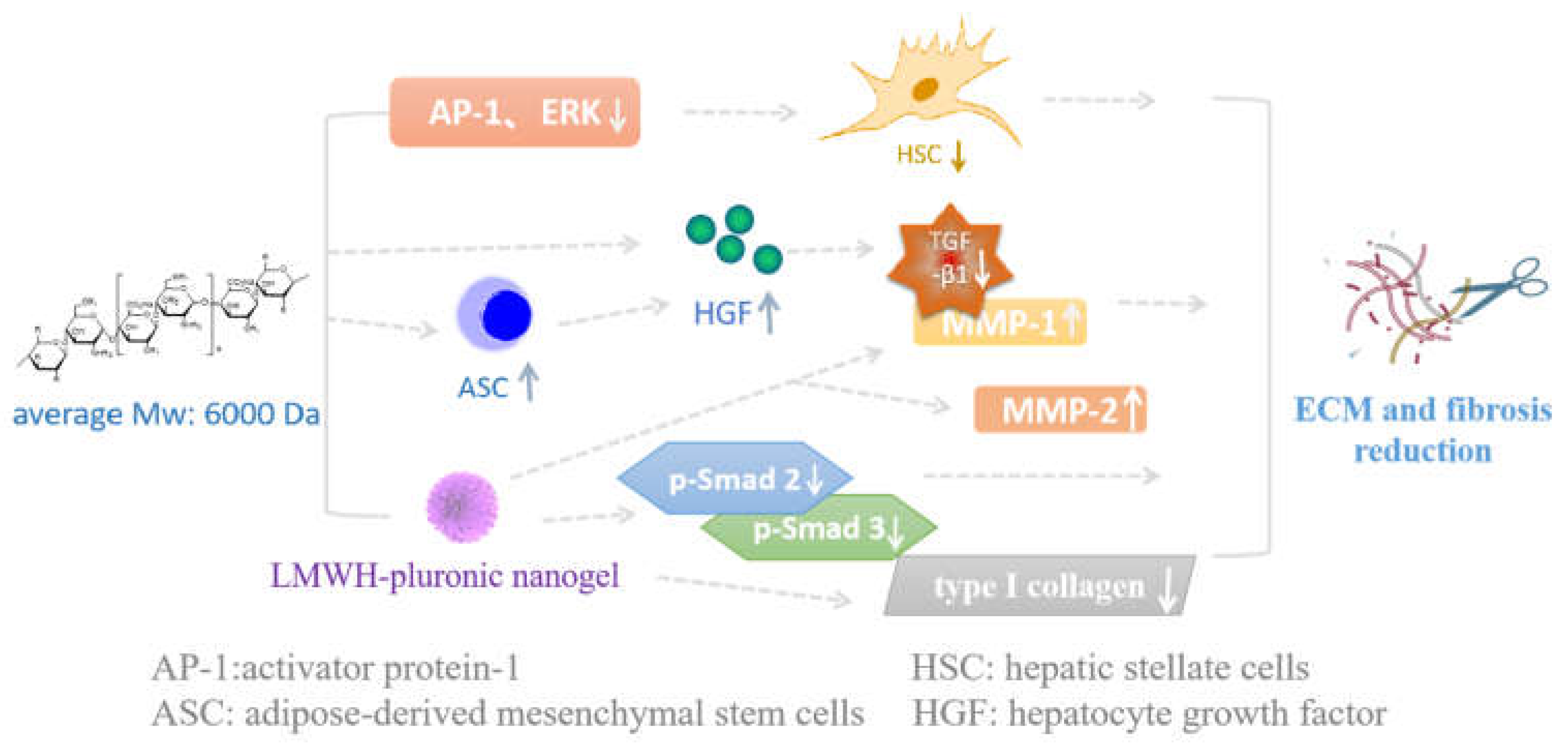 Non-Anticoagulant Activities of Low Molecular Weight Heparins—A Review