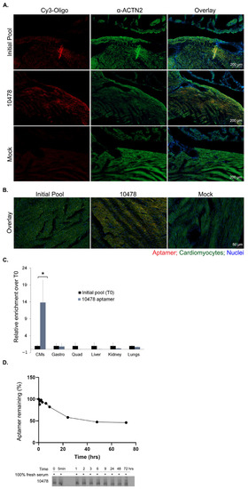 Selective Delivery to Cardiac Muscle Cells Using Cell-Specific Aptamers