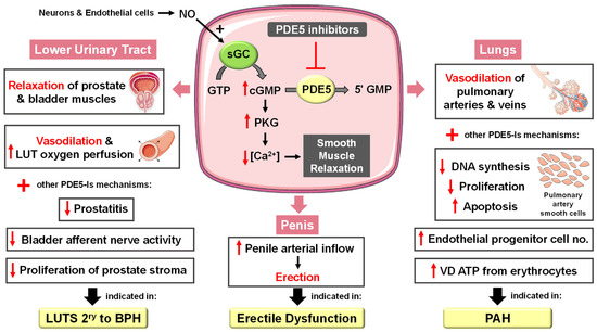 Advancements in Phosphodiesterase 5 Inhibitors: Unveiling Present and Future Perspectives