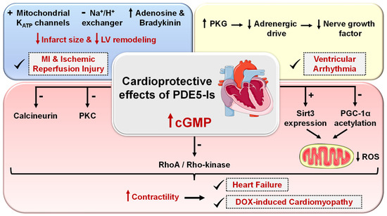 Advancements in Phosphodiesterase 5 Inhibitors: Unveiling Present and ...