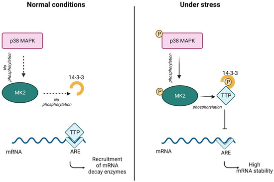 Revisiting p38 Mitogen-Activated Protein Kinases (MAPK) in Inflammatory Arthritis: A Narrative ...