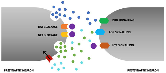 The Risk of Methylphenidate Pharmacotherapy for Adults with ADHD