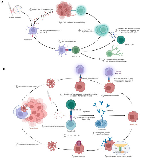 Tumor Vaccines: Unleashing the Power of the Immune System to Fight Cancer