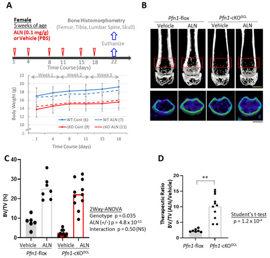 Osteolytic Bone Loss and Skeletal Deformities in a Mouse Model for ...