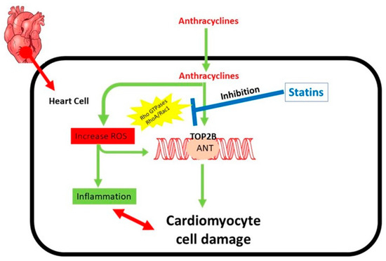 Recent Perspectives on Cardiovascular Toxicity Associated with ...