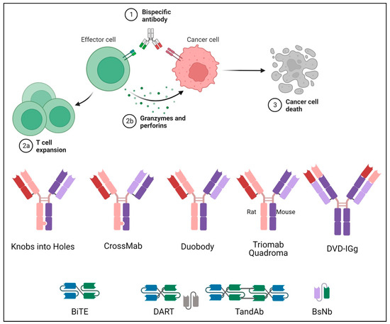 Bispecific Antibodies in Lung Cancer: A State-of-the-Art Review