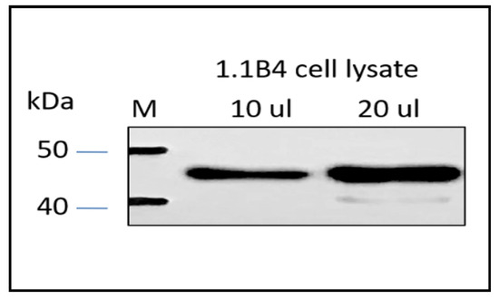 One-Step Automatic Radiosynthesis and Evaluation of [18F]TM-30089 as ...
