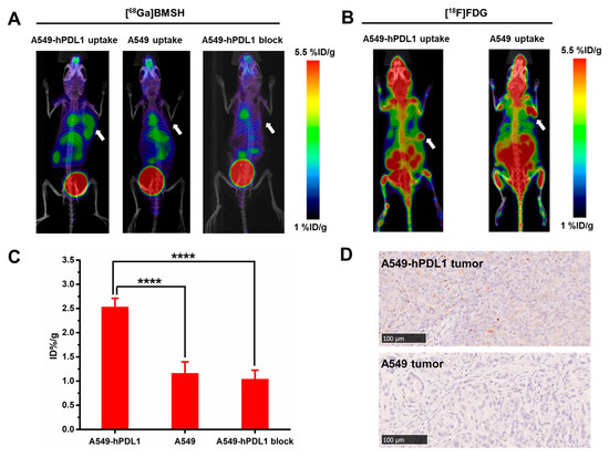 Development and Preclinical Evaluation of [68Ga]BMSH as a New Potent ...