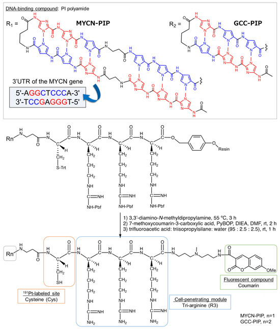 Novel Auger-Electron-Emitting 191Pt-Labeled Pyrrole–Imidazole Polyamide ...