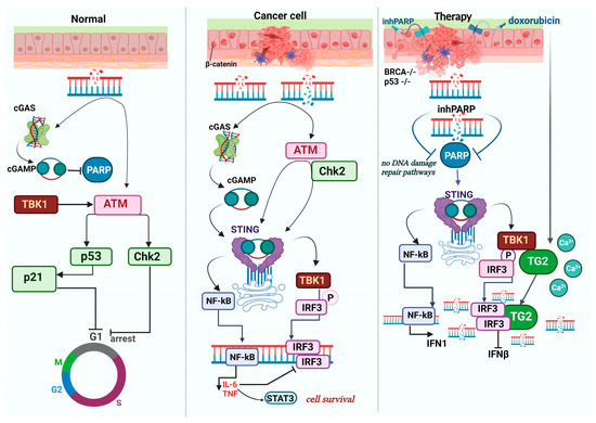At the Crossroads of the cGAS-cGAMP-STING Pathway and the DNA Damage ...