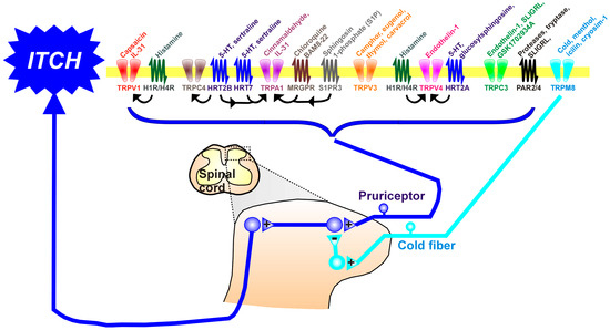 Targeting Transient Receptor Potential (TRP) Channels, Mas-Related G ...