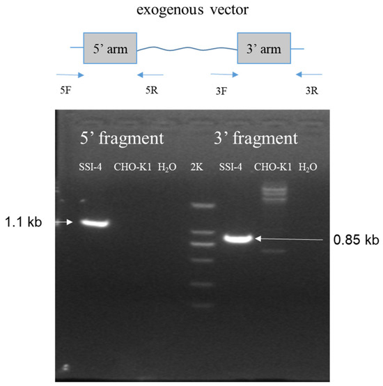 Identification of a New Integration Site and Study on Site-Specific ...